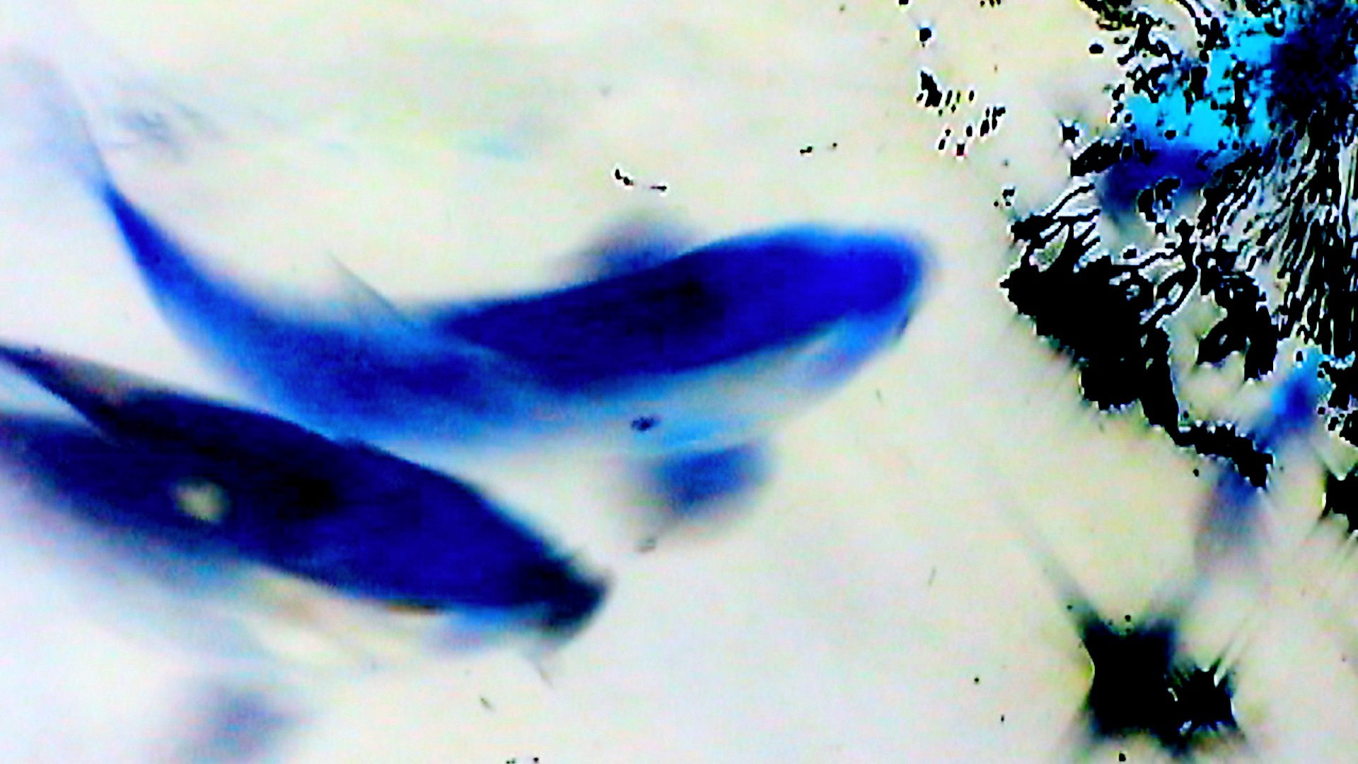 Solar Koi by ArtAvant | ArtAvant