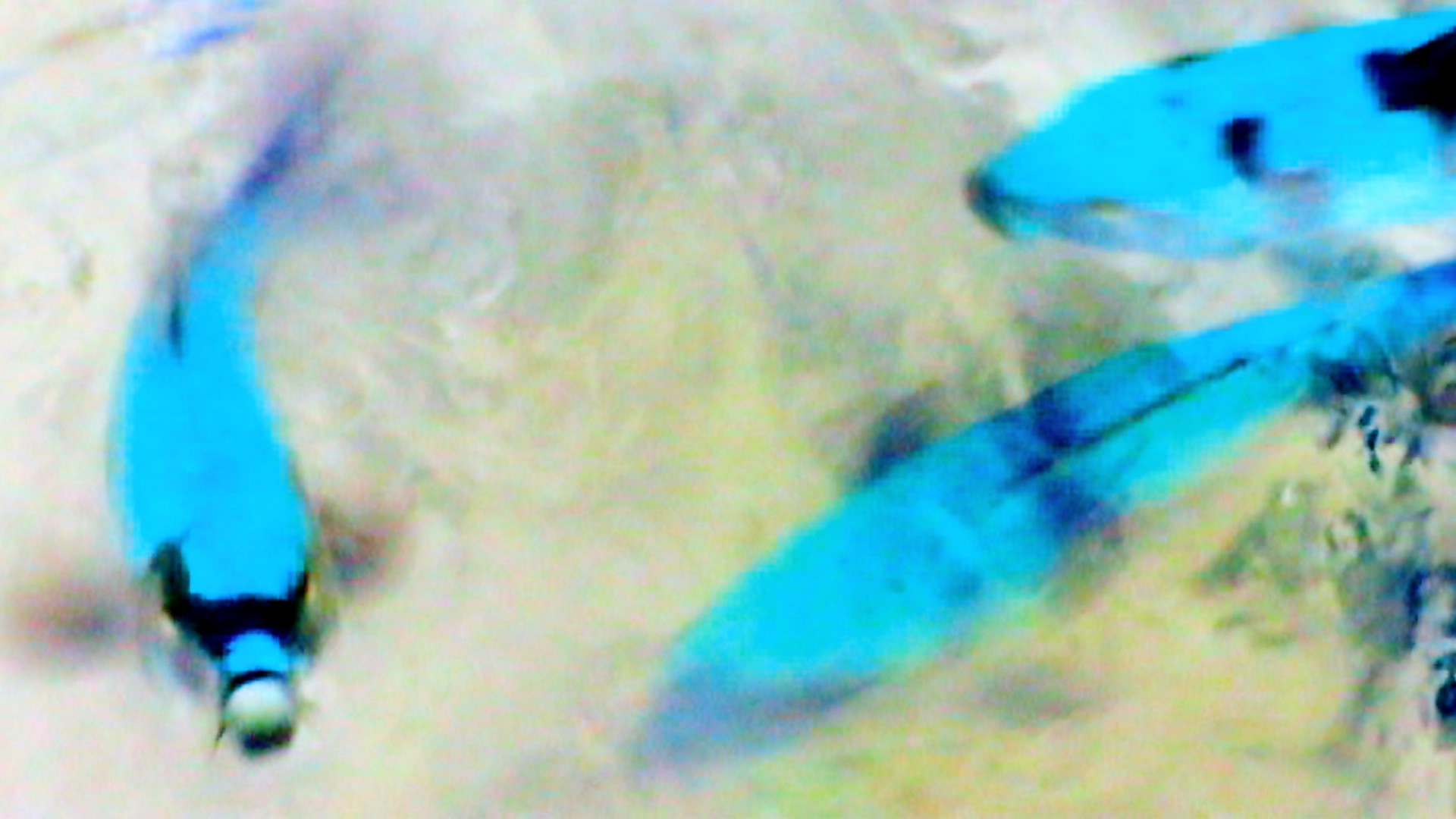 Solar Koi by ArtAvant | ArtAvant