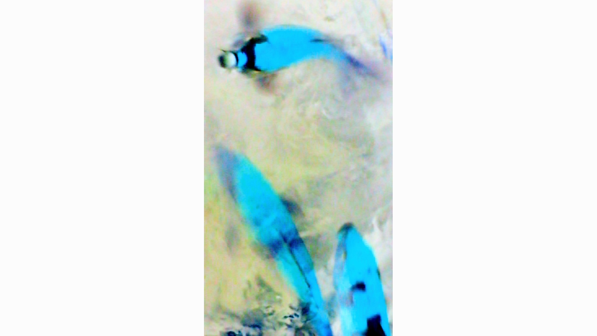 Solar Koi by ArtAvant | ArtAvant